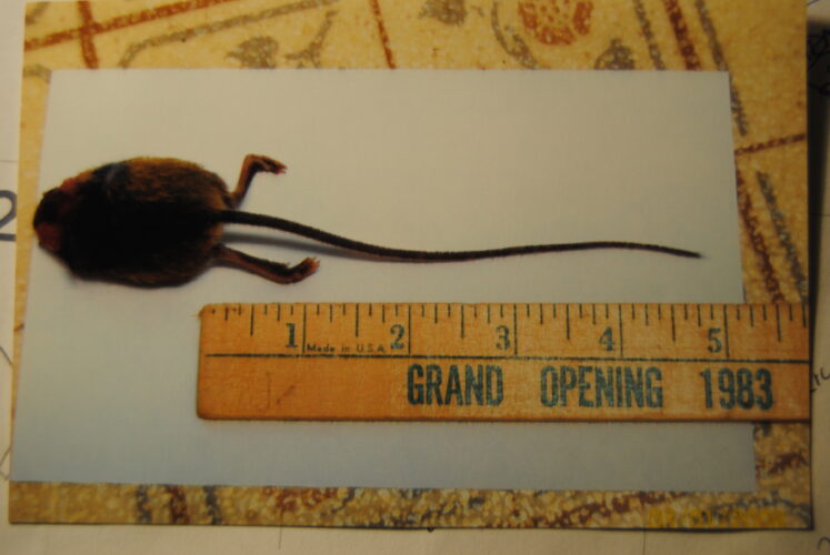 Reflections in Nature: A look at a meadow jumping mouse | News, Sports ...